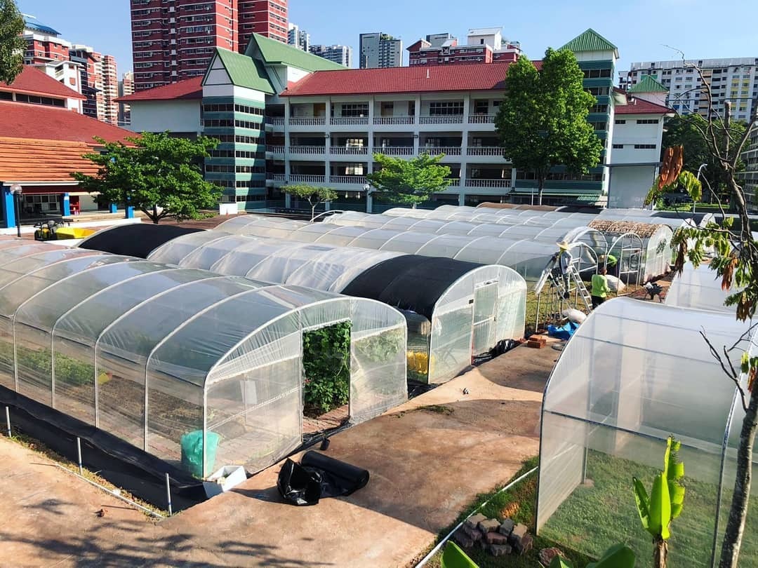 Local Urban Farm Singapore - Local Farmers & Locally-Harvested ...