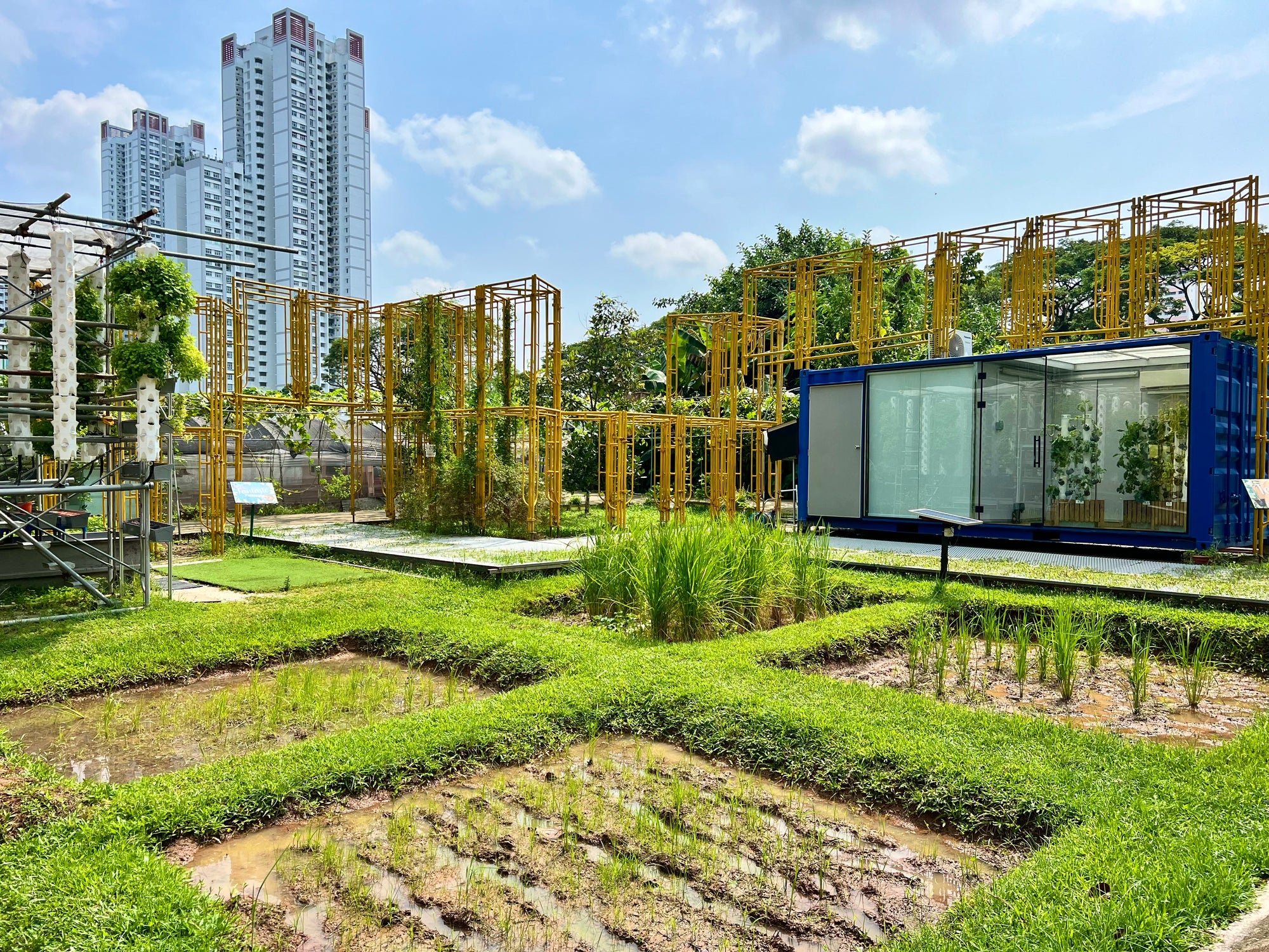 City Sprouts Urban Farm Singapore. Sprout Hub Community Farm – citysprouts