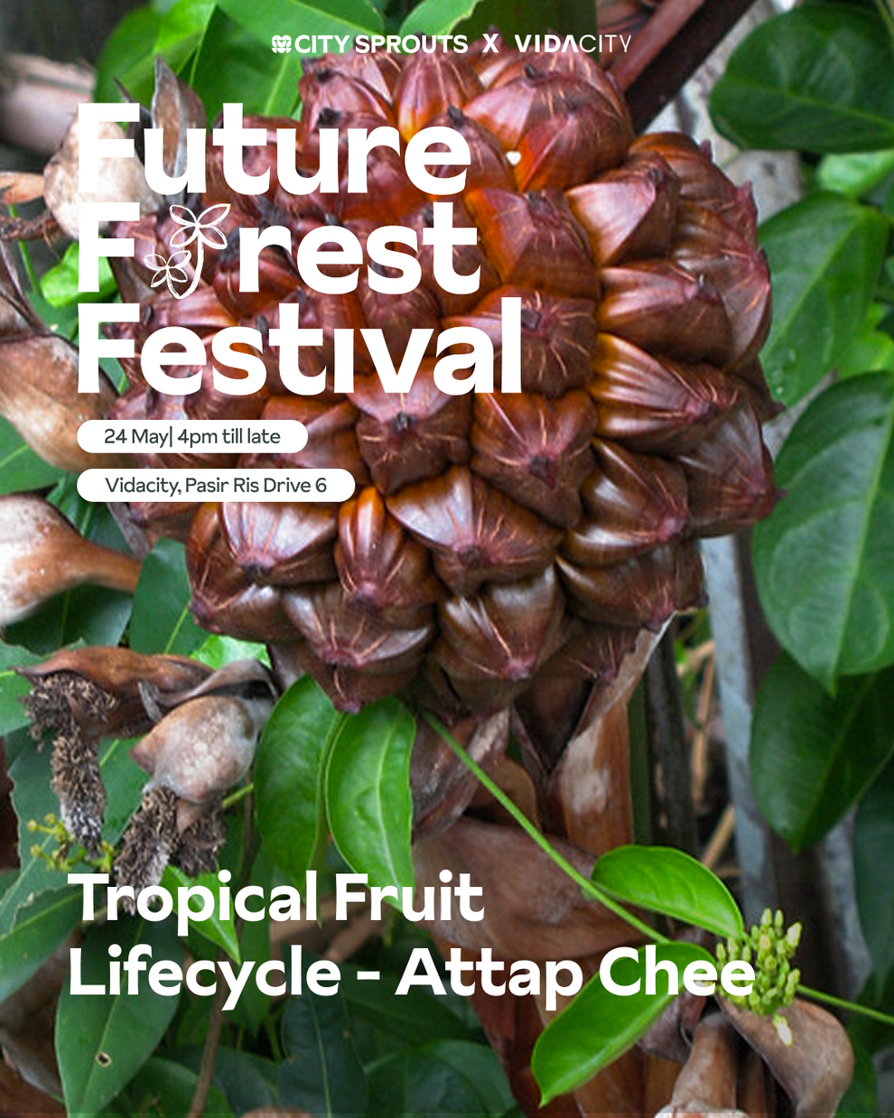 Future Forest Festival: Tropical Fruit Lifecycle - Attap Chee – citysprouts