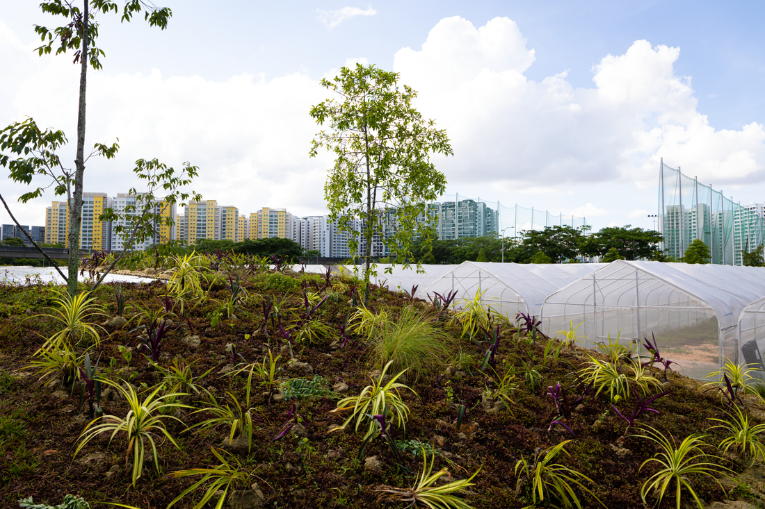 Local Urban Farm Singapore - Local Farmers & Locally-Harvested ...