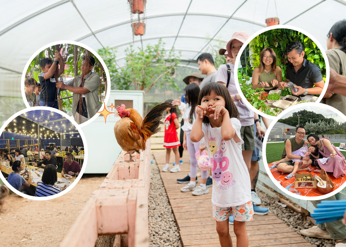 City Sprouts Urban Farm Singapore. Sprout Hub Community Farm – citysprouts